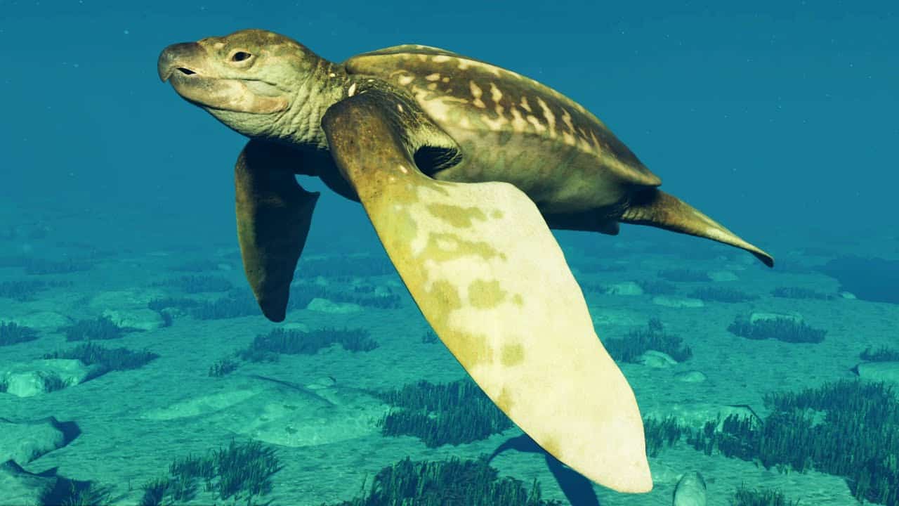 Archelon | Den største havskilpadde